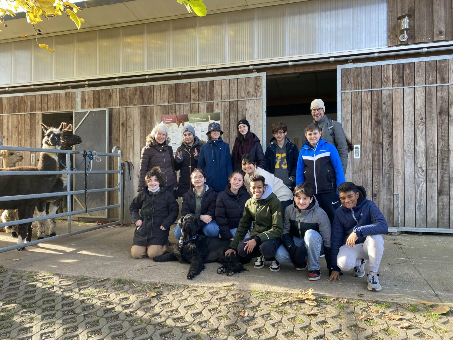 No drama Llama – eine Wanderung mit Lamas und Alpakas – St. Angela ... No drama Llama – eine Wanderung mit Lamas und Alpakas – St. Angela ...